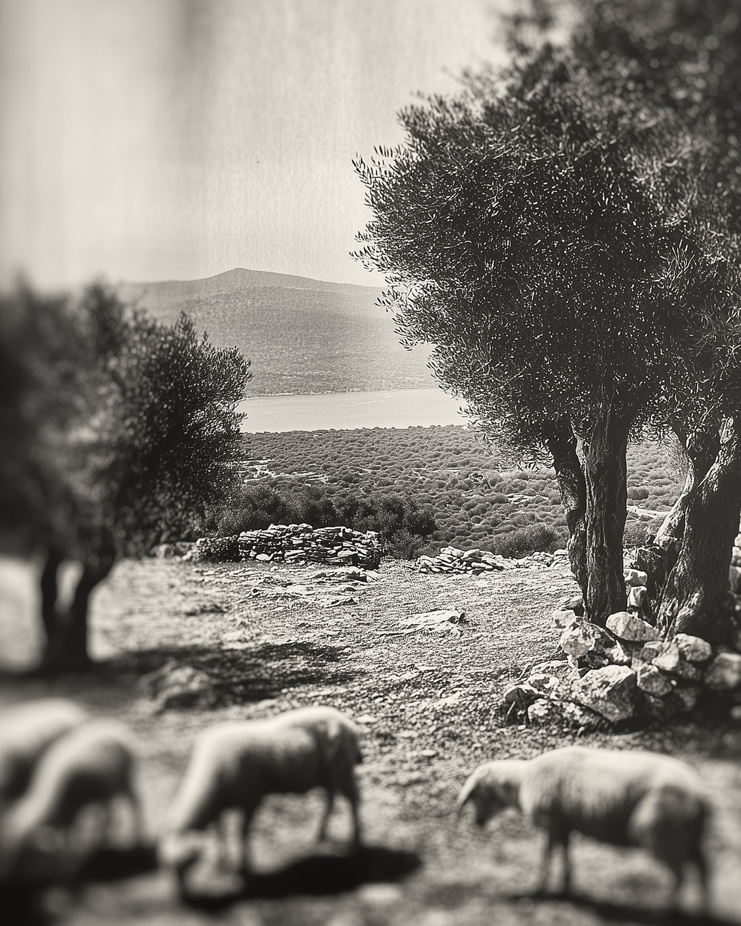 Introducing To My Ships